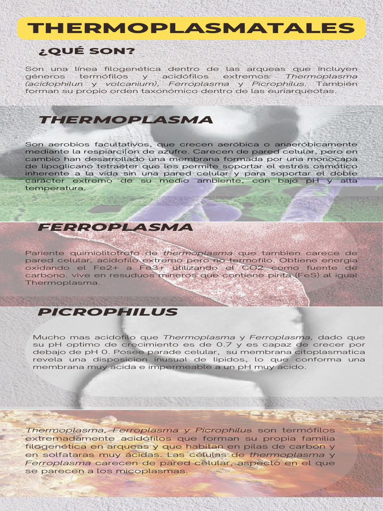 Infografia Thermoplasmatales | PDF