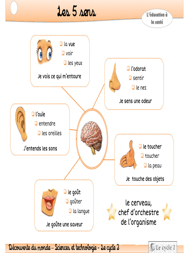 Comprendre la vue et ses enjeux | PDF | Sens (physiologie) | Œil