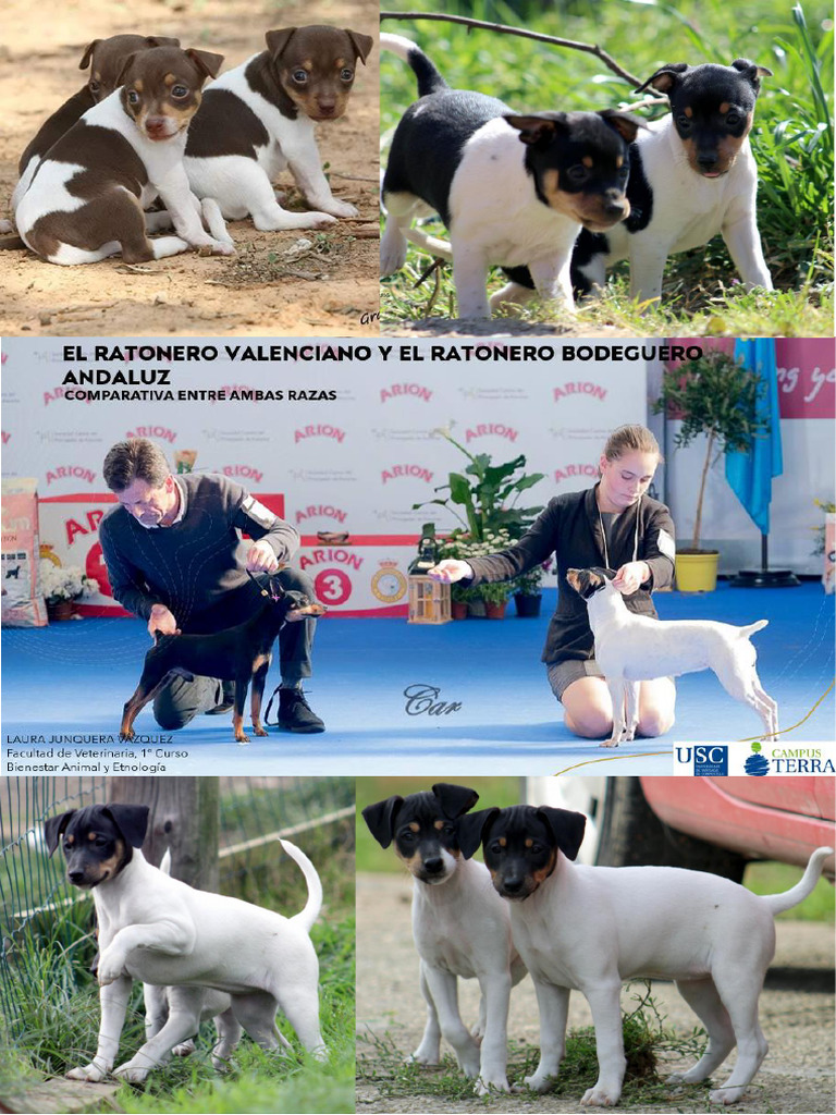 El Ratonero Valenciano y El Ratonero Bodeguero Andaluz. Comparativa ...