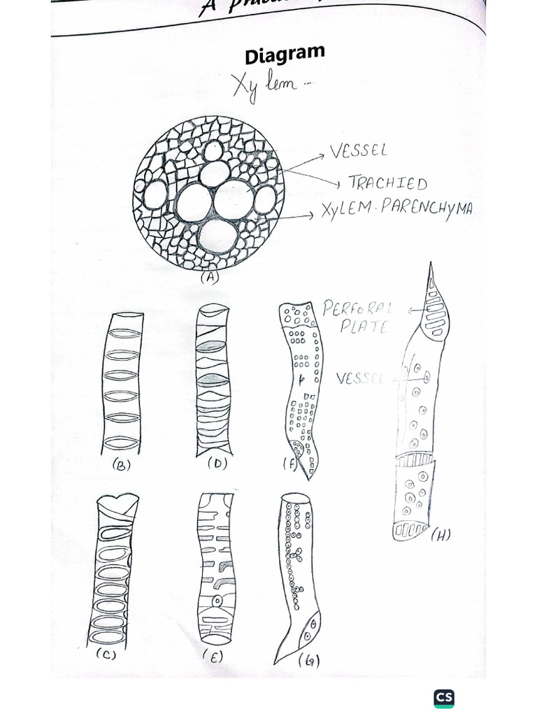 Botany Practical 11th | PDF