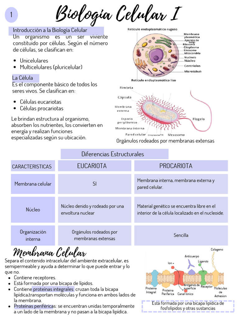 Biologia Celular I | PDF | Membrana celular | Biología Celular)