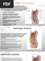 Anatomía del Peritoneo y Cavidad Abdominal | PDF | Peritoneo | Abdomen