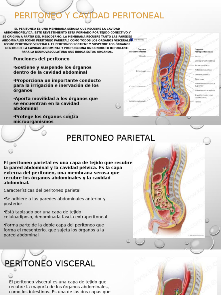 Peritoneo y Cavidad Peritoneal | PDF | Peritoneo | Abdomen