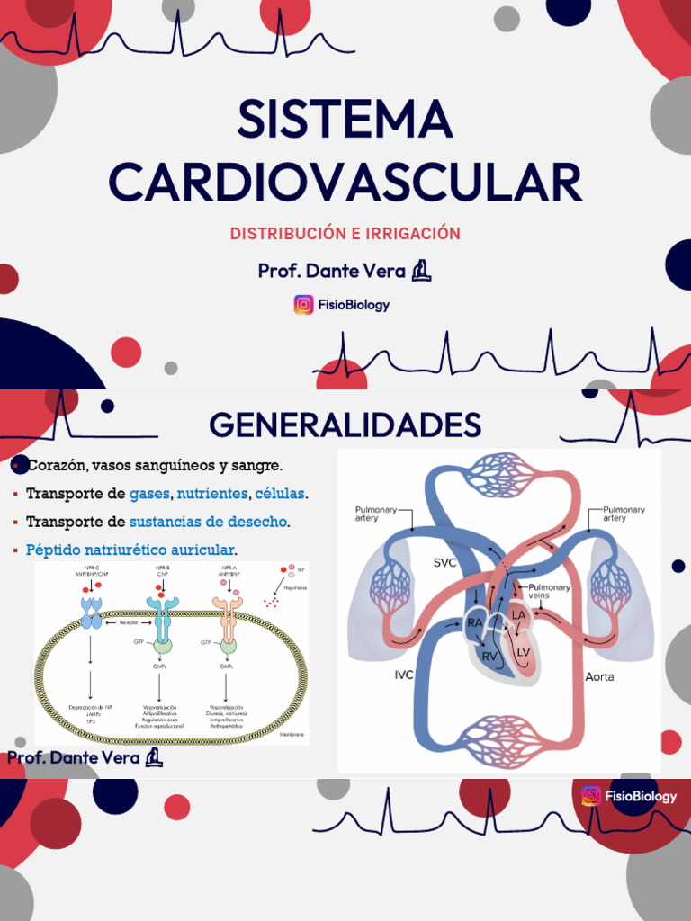 Sistema Cardiovascular: Estructura y Función | PDF | Corazón | Sistema ...
