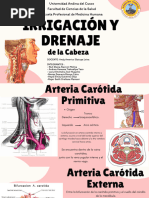 Arterias Faríngea y Occipital | PDF | Artería | Sistema cardiovascular