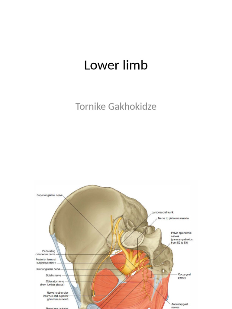 Femoral Nerve Anatomy and Function | PDF