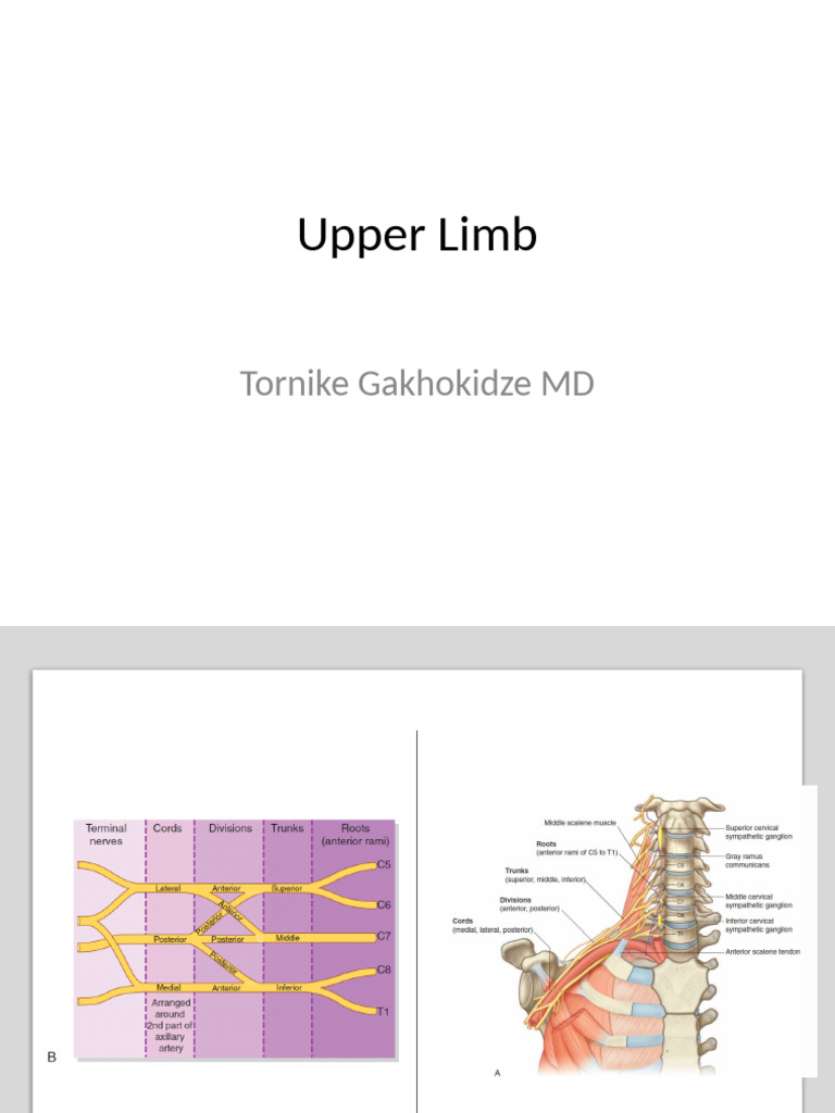 Neuroanatomy-3 Upper Limbs | PDF
