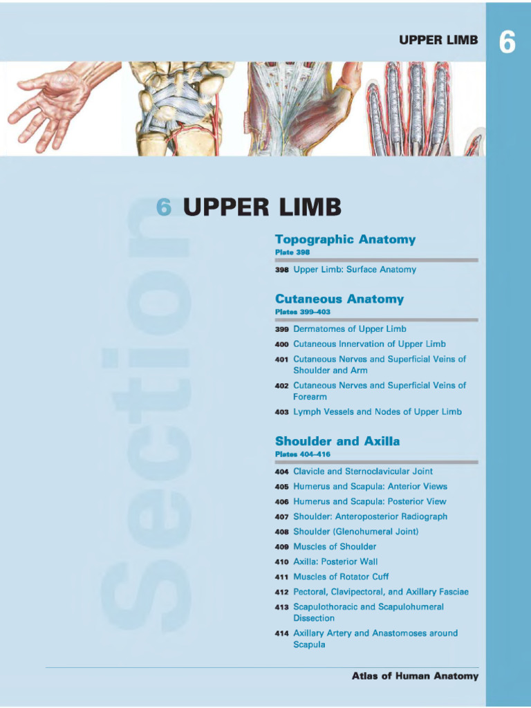 Anatomy of Upper Limbs | PDF | Arm | Hand