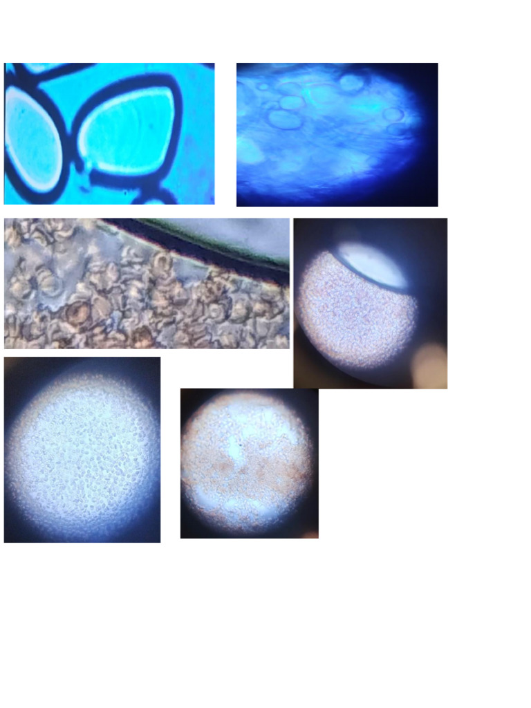 practicasss pipshas | PDF