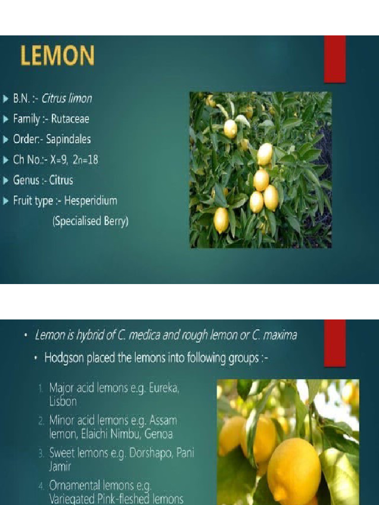 Lemon | PDF