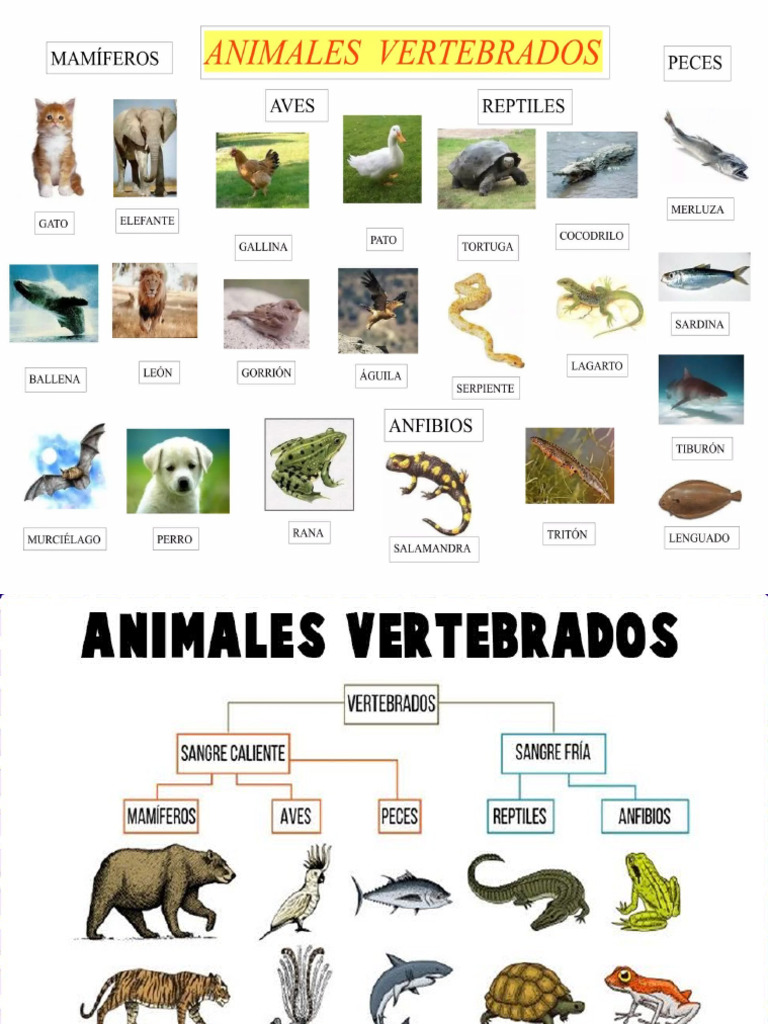 Animales Vertebrados | PDF
