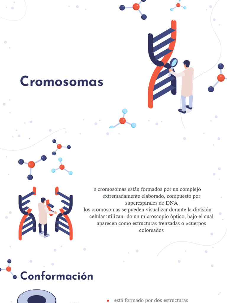 Cromosomas 1 | PDF | Mitosis | Mitosis