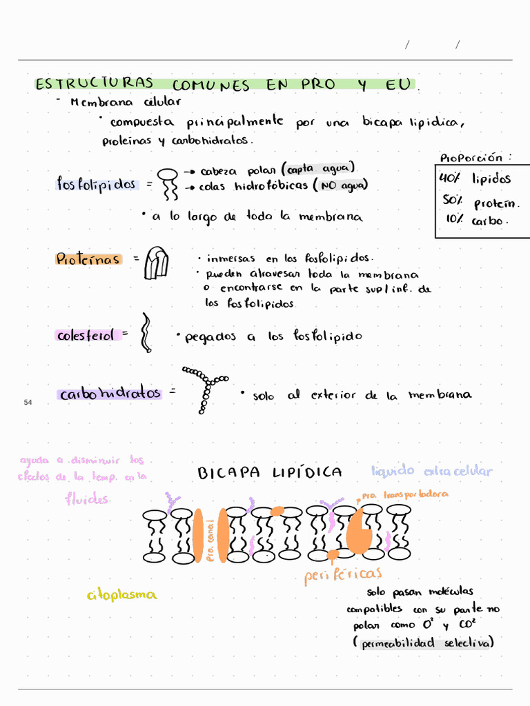 Membrana Celular - 240608 - 212012 | PDF