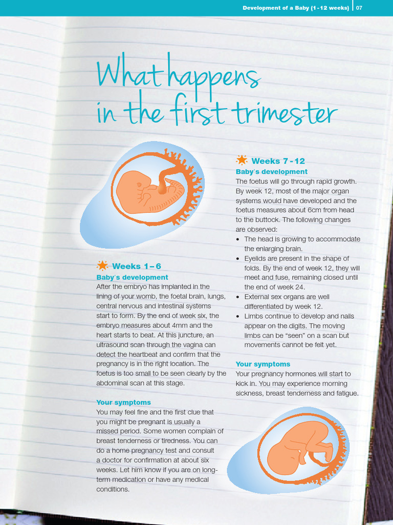 7 T1 Development of A Baby | PDF