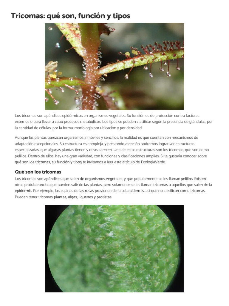 Tricomas - Qué Son, Función y Tipos | PDF | Plantas | Hoja