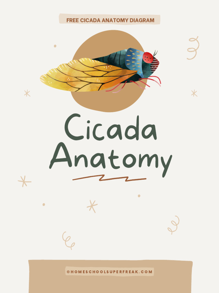 Free Cicada Printable Worksheet Pack | PDF
