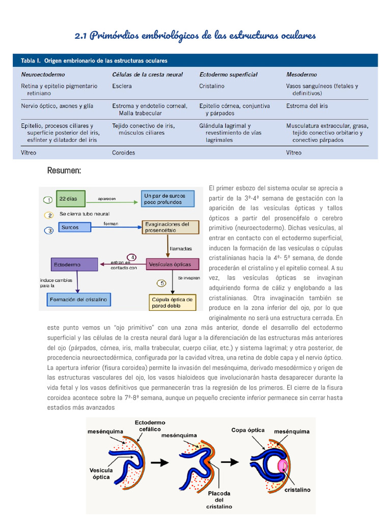 Aura Marcela Gallardo Ramírez - Unidad II Embriología Ocular | PDF ...