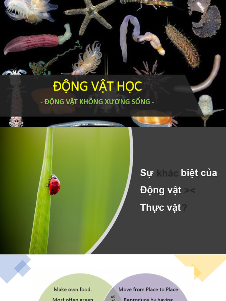 SH22 Parazoa-Porifera - 2024 | PDF