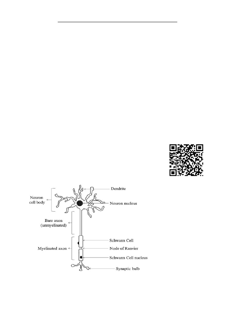 Module 1.2 Synapses - 2024 | PDF | Chemical Synapse | Action Potential
