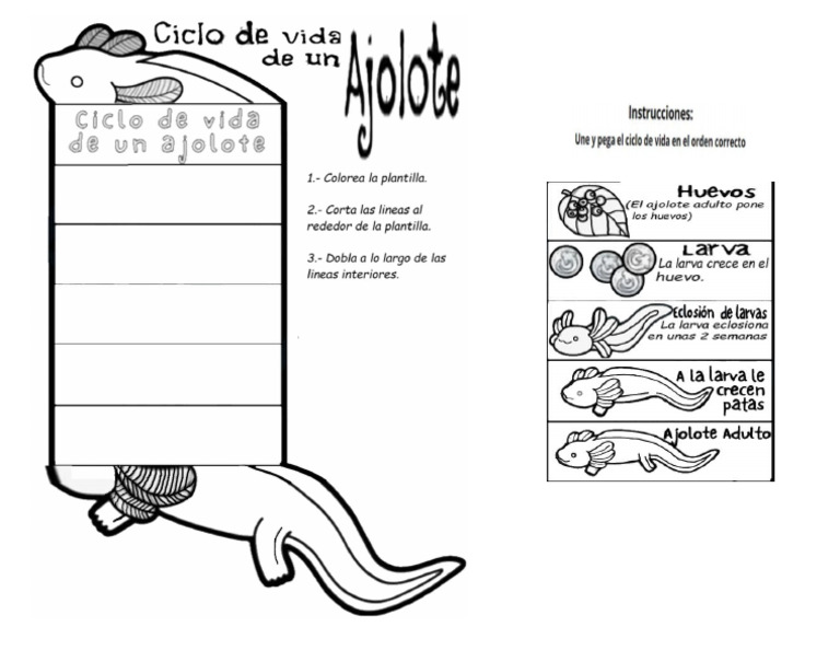 Ciclo de Vida de Un Ajolote | PDF