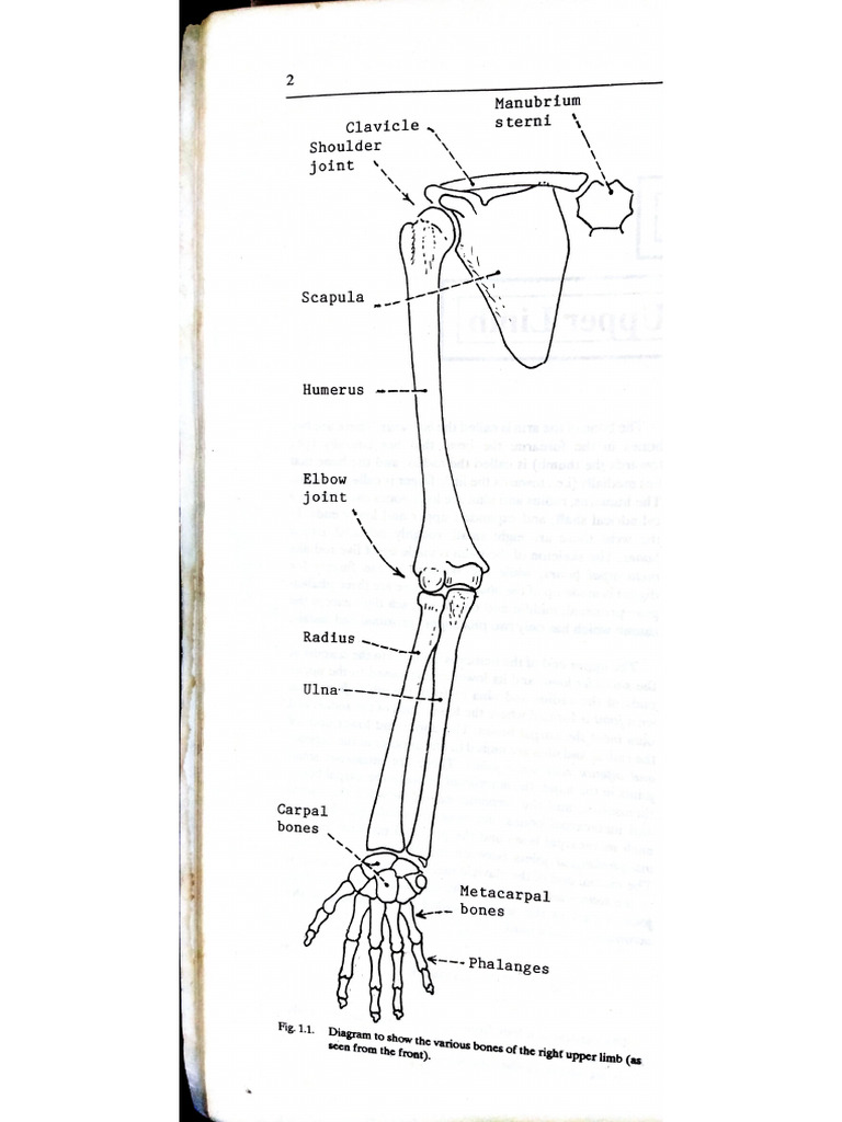 Osteology | PDF