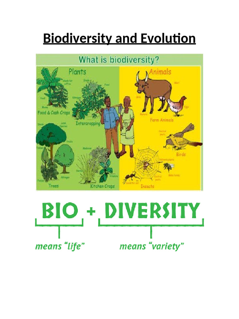 Grade 10 Biodiversity and Evolution | PDF | Biodiversity | Evolution