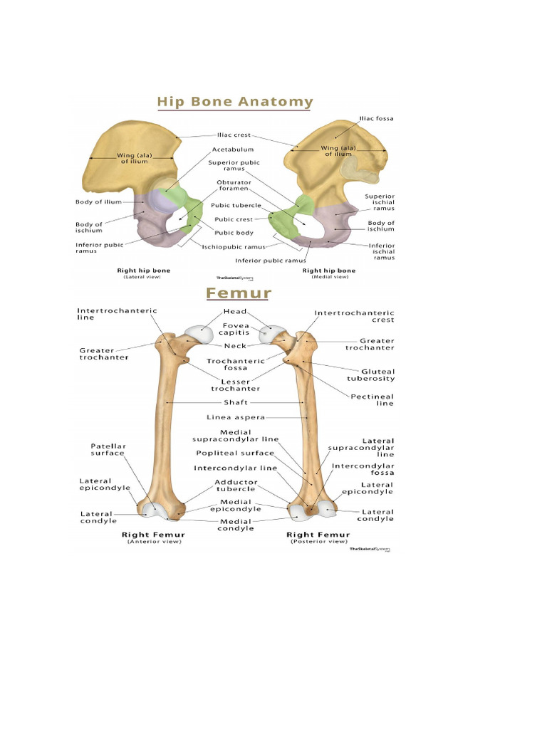 LE Bone | PDF
