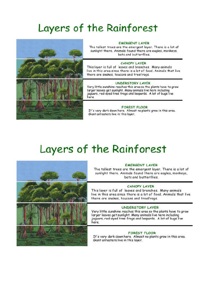 L6 Layers of The Rainforest | PDF