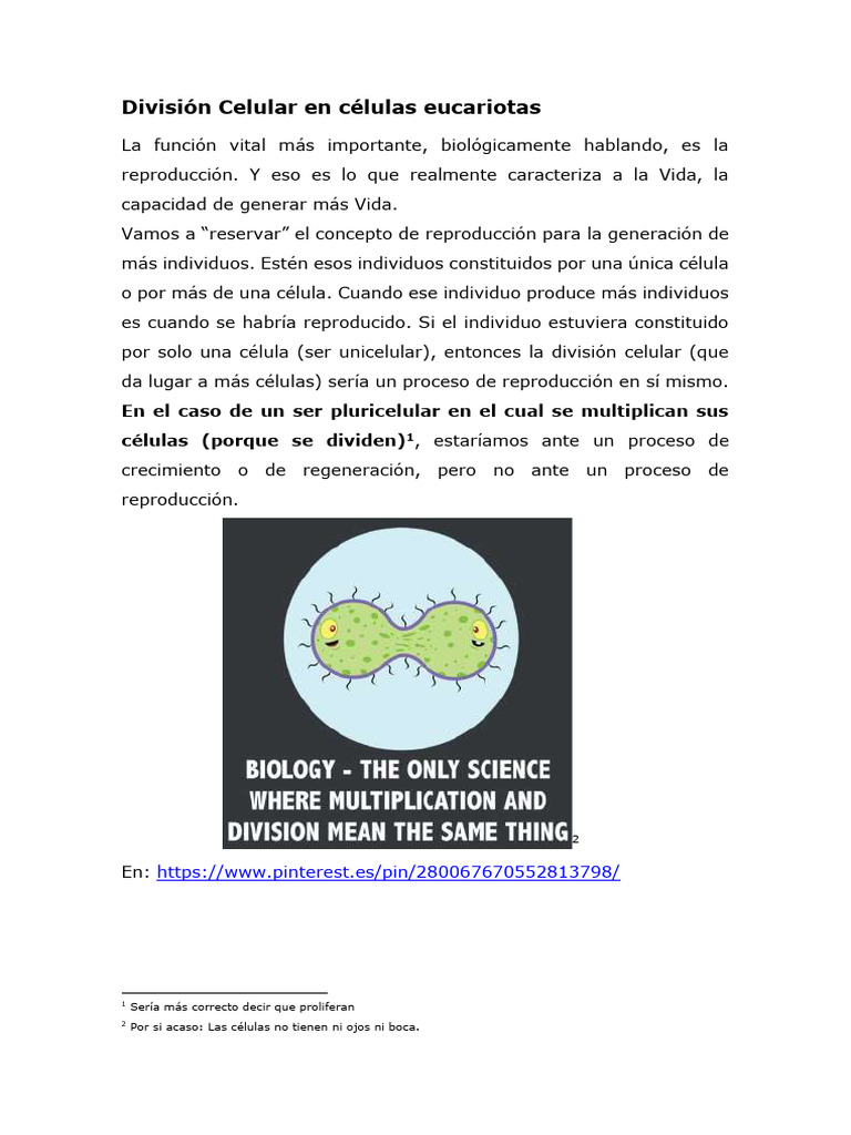 Fases de la División Celular Eucariota | PDF | Mitosis | Cromosoma