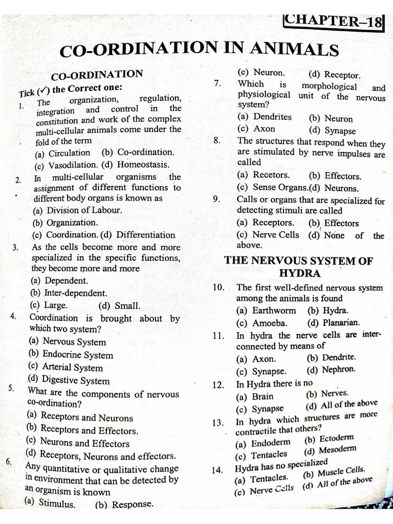 Coordination in Animals | PDF