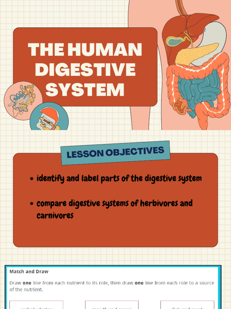Overview of the Human Digestive System | PDF
