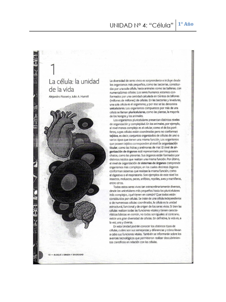UNIDAD N 4 C Lula | PDF | Biología Celular) | Organismos