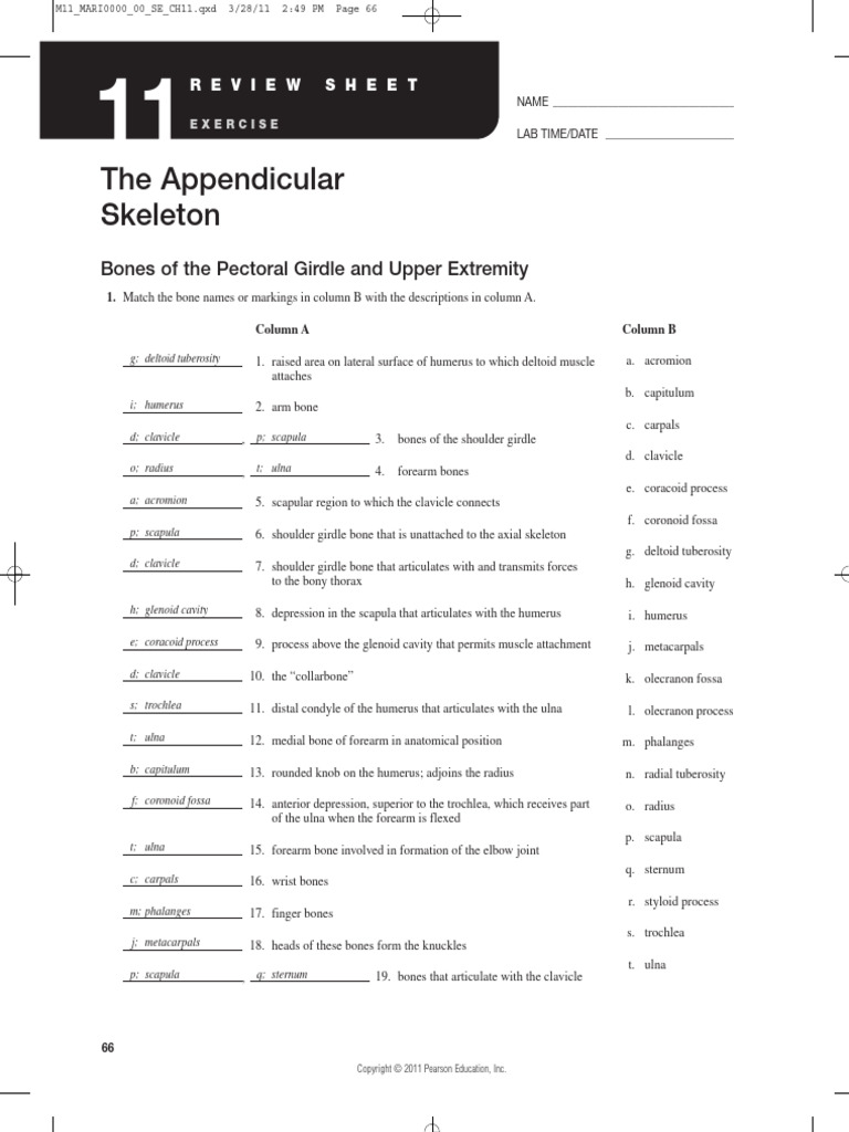 Answers Lab8 9 AppendicularSkeleton | PDF | Pelvis | Hip