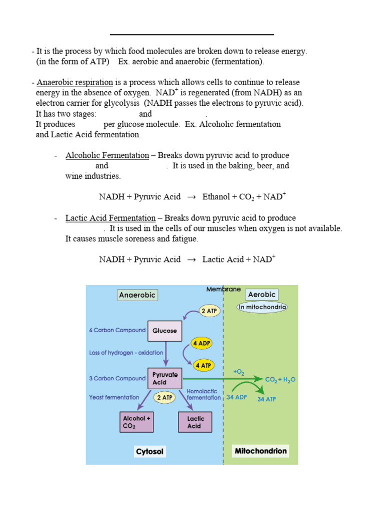 Cellular Respiration Notes Student | PDF | Cellular Respiration ...