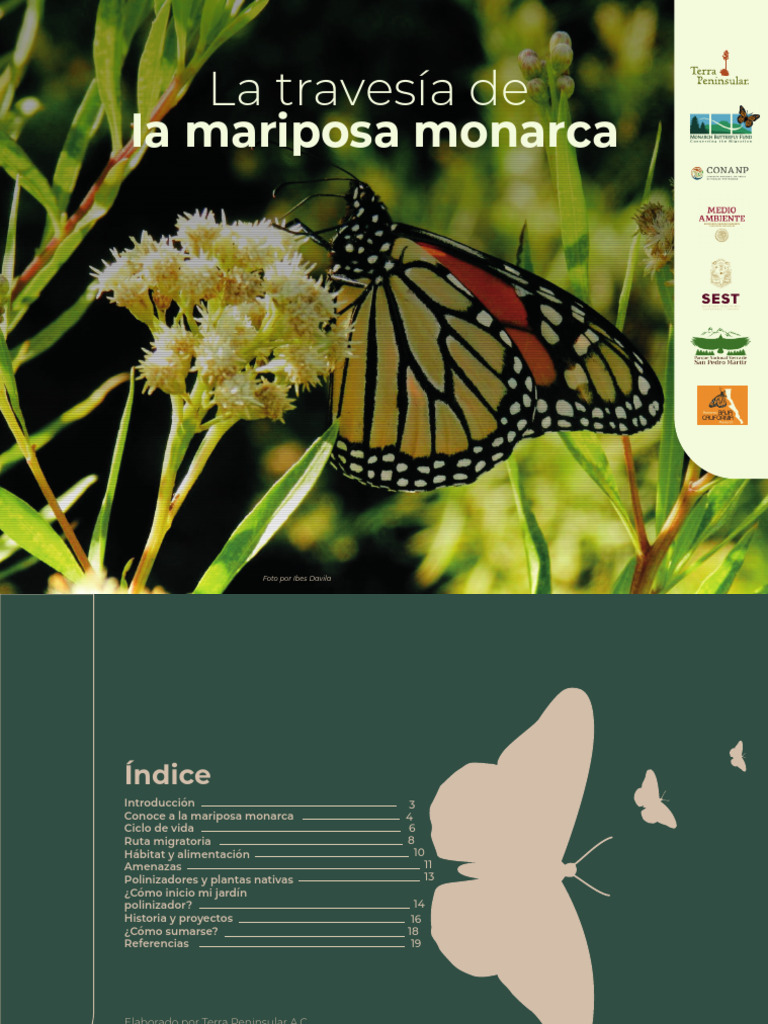 Travesía y conservación de la mariposa monarca | PDF | Migración de ...