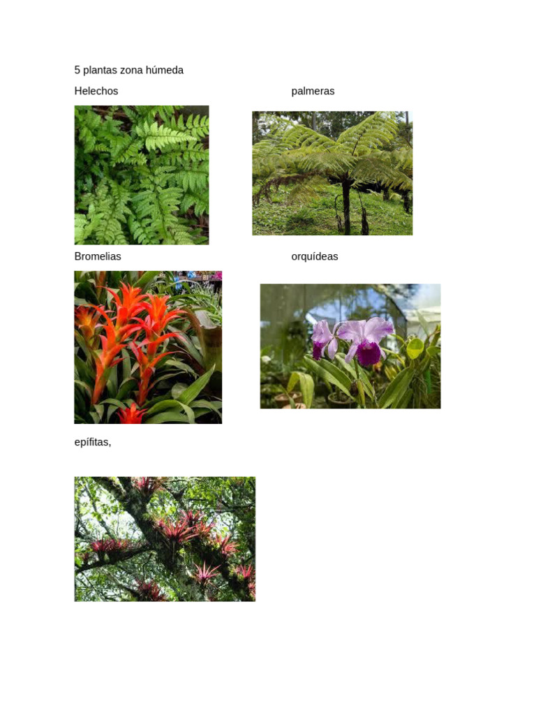 Plantas de Zona Húmeda y Secas | PDF