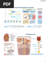 Anatomía y Función Del Túbulo Contorneado Distal (Autoguardado) | PDF ...