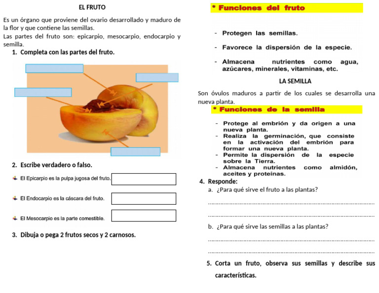 Partes del Fruto y Semilla | PDF