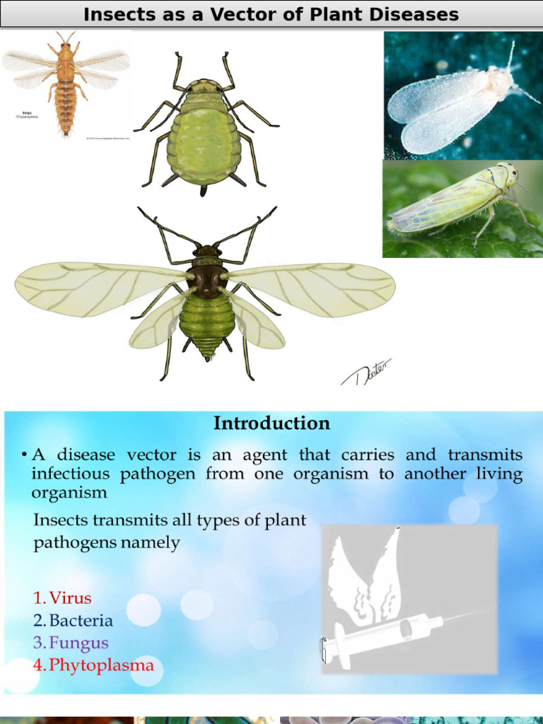Insect Vectors of Plant Diseases | PDF | Virus | Plant Virus