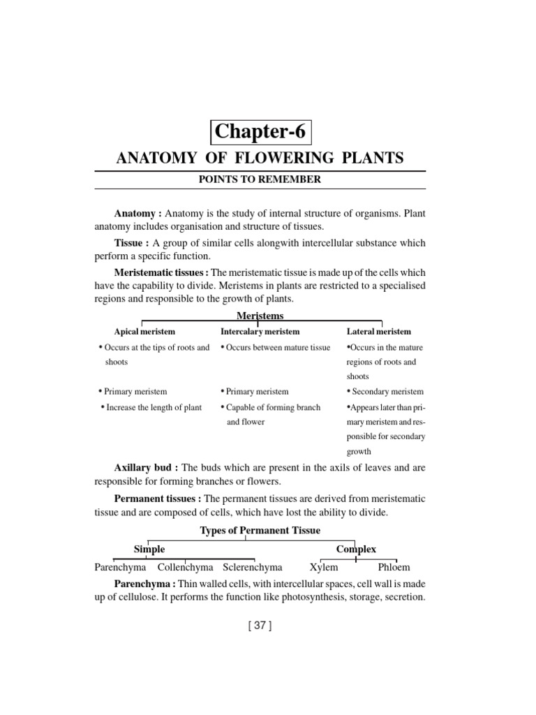 Class11 Biology Chapter 6. ANATOMY OF FLOWERING PLANTS | PDF | Plant ...
