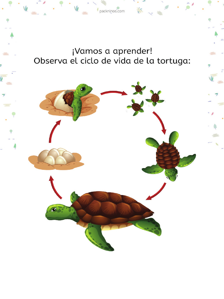 Ciclo de Vida de La Tortuga | PDF