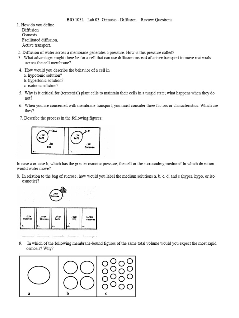 Osmosis and Diffusion Lab Review Questions | PDF
