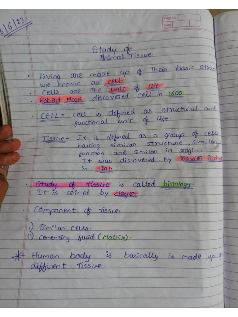 Animal Tissue Prof.mayur | PDF