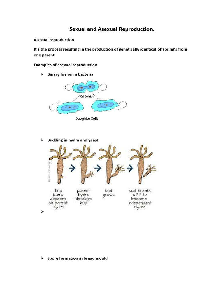 Sexual vs Asexual Reproduction Explained | PDF | Flowers | Sexual ...