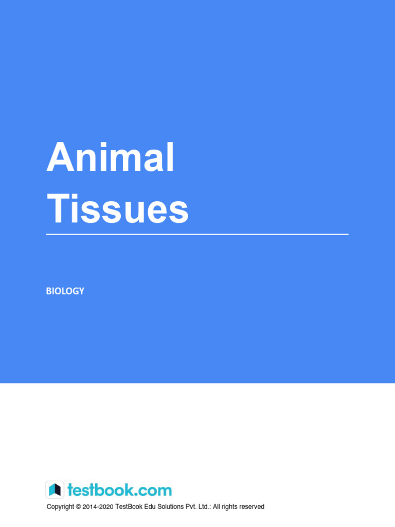 Animal Tissues - Study Notes | PDF | Epithelium | Neuron
