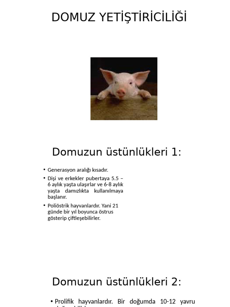 Domuz Yetiştiriciliği | PDF