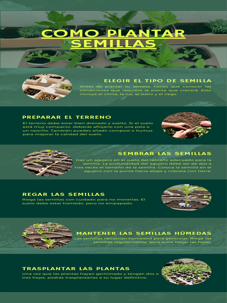 Guía para Plantar Semillas Efectivamente | PDF
