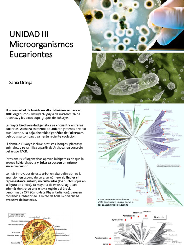 Micro Unidad III | PDF | Ribosoma | Organismos