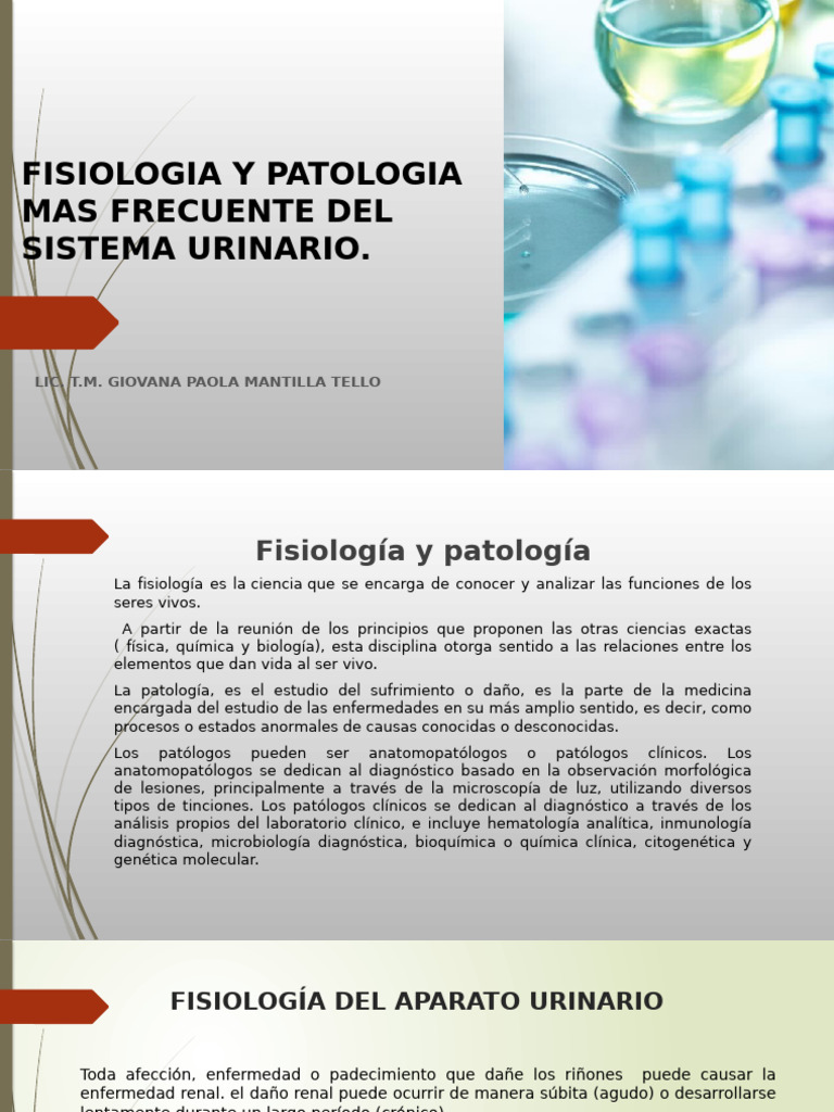 Fisiologia y Patologia Mas Frecuente Del Sistema Urinario | PDF | Sistema urinario | Riñón