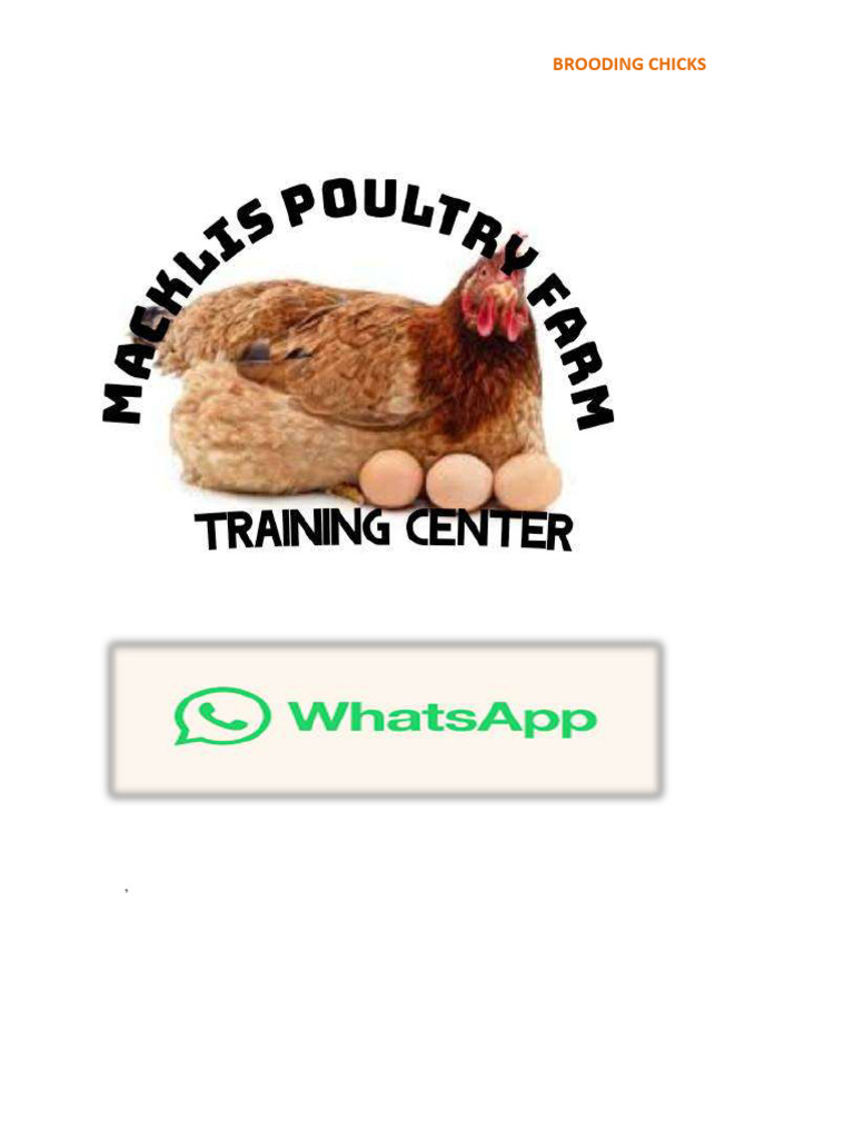 Brooding Conditions For Healthy Layer Chicks 10.10.23 | PDF | Chicken ...